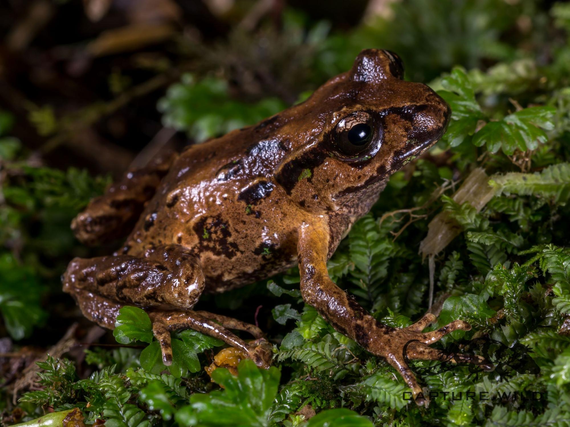 Leiopelma archeyi | NZHS